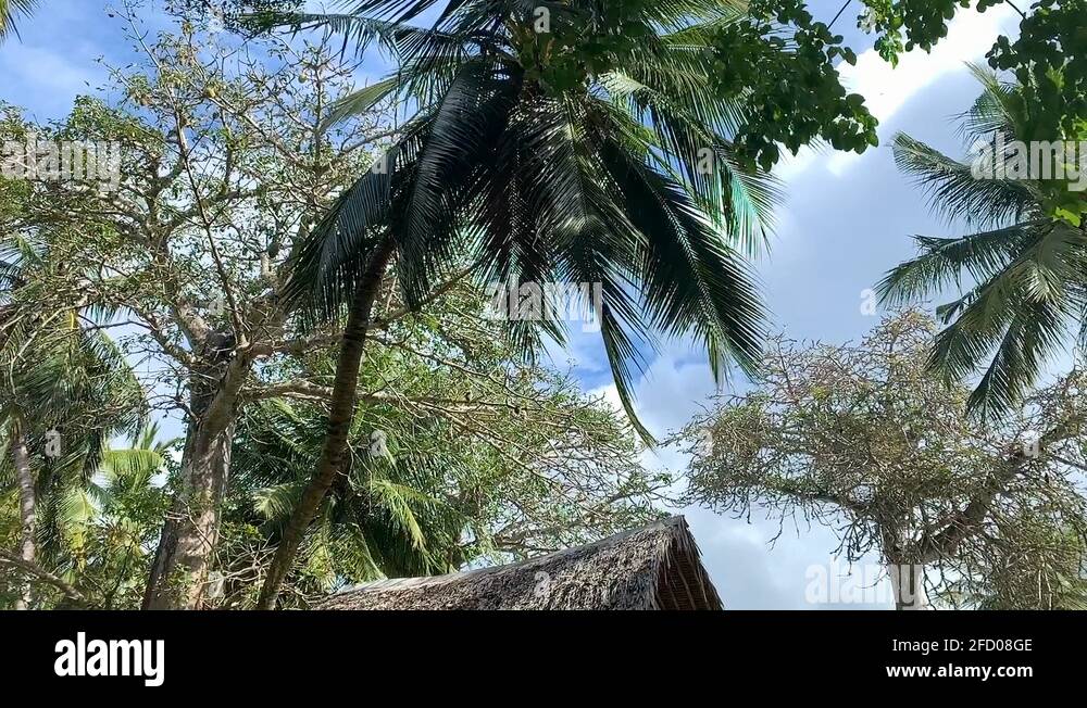Coconut falling from coco palm tree to the ground. Coconut palm tree on ...