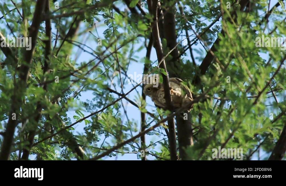 Raptor nesting habitat Stock Videos & Footage - HD and 4K Video Clips ...
