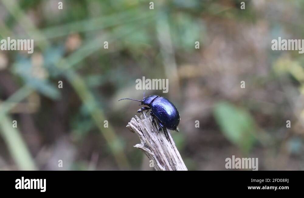 Blue bug Stock Videos & Footage - HD and 4K Video Clips - Alamy