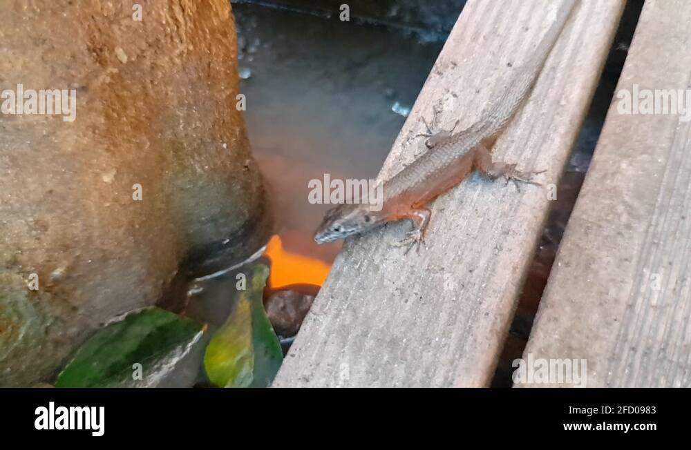 Species of lizard family Stock Videos & Footage - HD and 4K Video Clips ...
