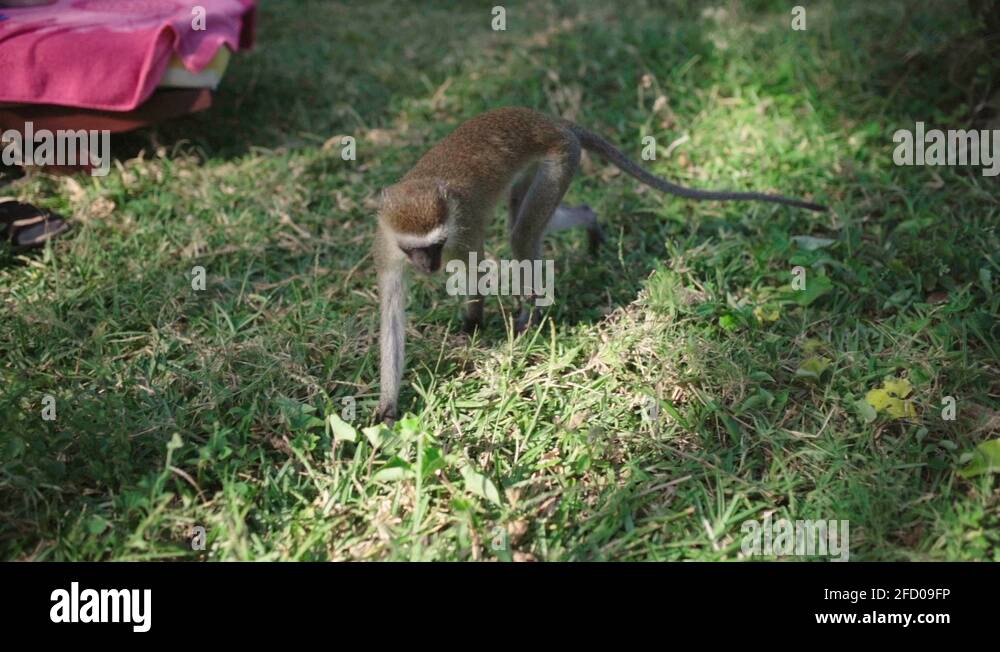 Long tailed close Stock Videos & Footage - HD and 4K Video Clips - Alamy