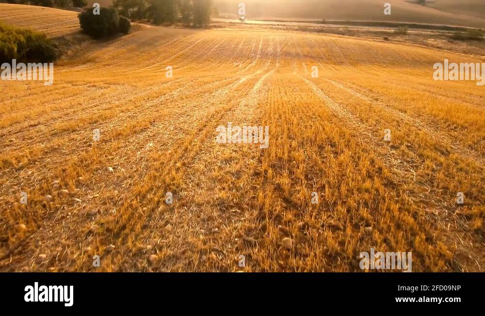 Trigo Stock Videos & Footage - HD and 4K Video Clips - Alamy