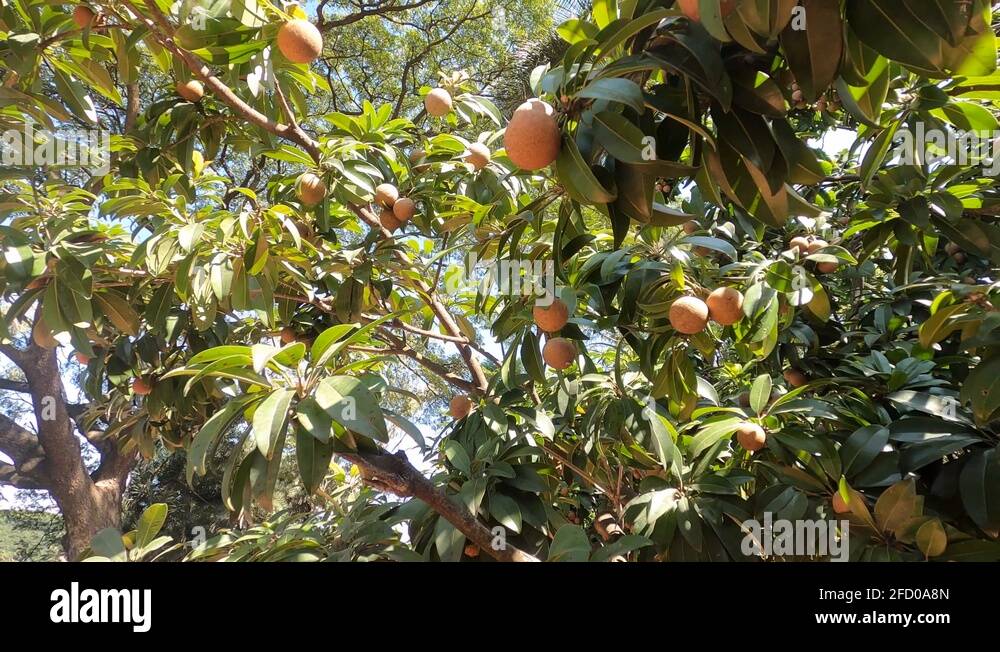 Sapota Stock Videos & Footage - HD and 4K Video Clips - Alamy