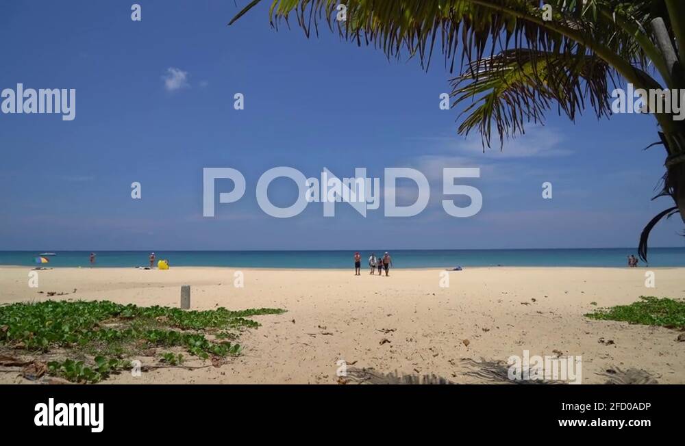 Coconut palm tree in the beach Stock Videos & Footage - HD and 4K Video ...