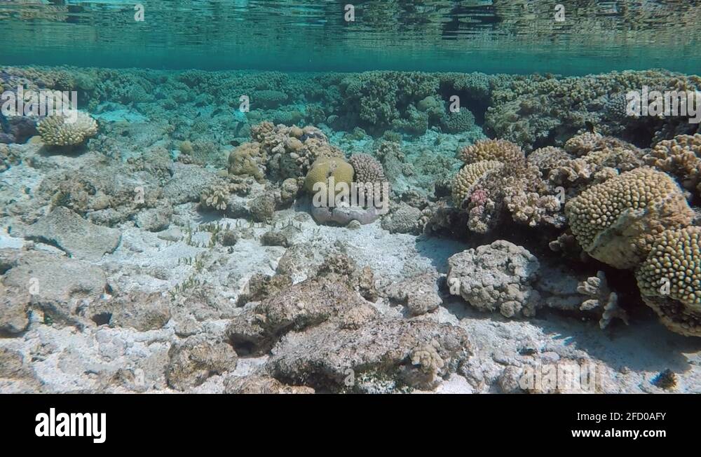 Underwater shelf Stock Videos & Footage - HD and 4K Video Clips - Alamy