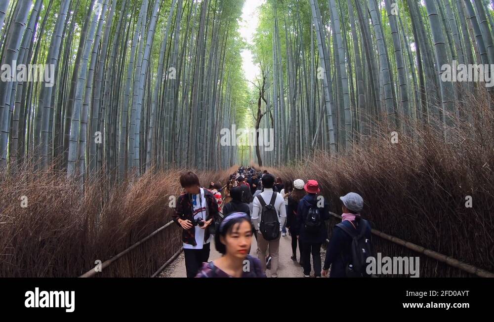 Visitors crowd pathway in the famous Arashiyama Bamboo Forest, Kyoto ...