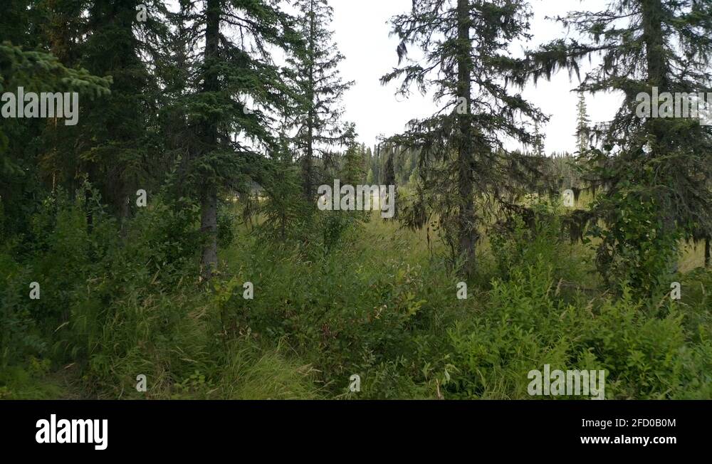 Sitka spruce forest Stock Videos & Footage - HD and 4K Video Clips - Alamy