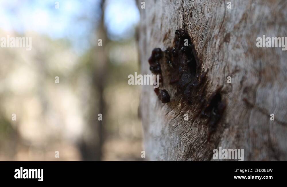 Australian bush tucker tree Stock Videos & Footage - HD and 4K Video ...