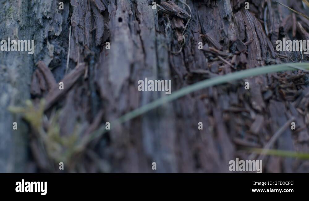 Slowly rotting Stock Videos & Footage - HD and 4K Video Clips - Alamy