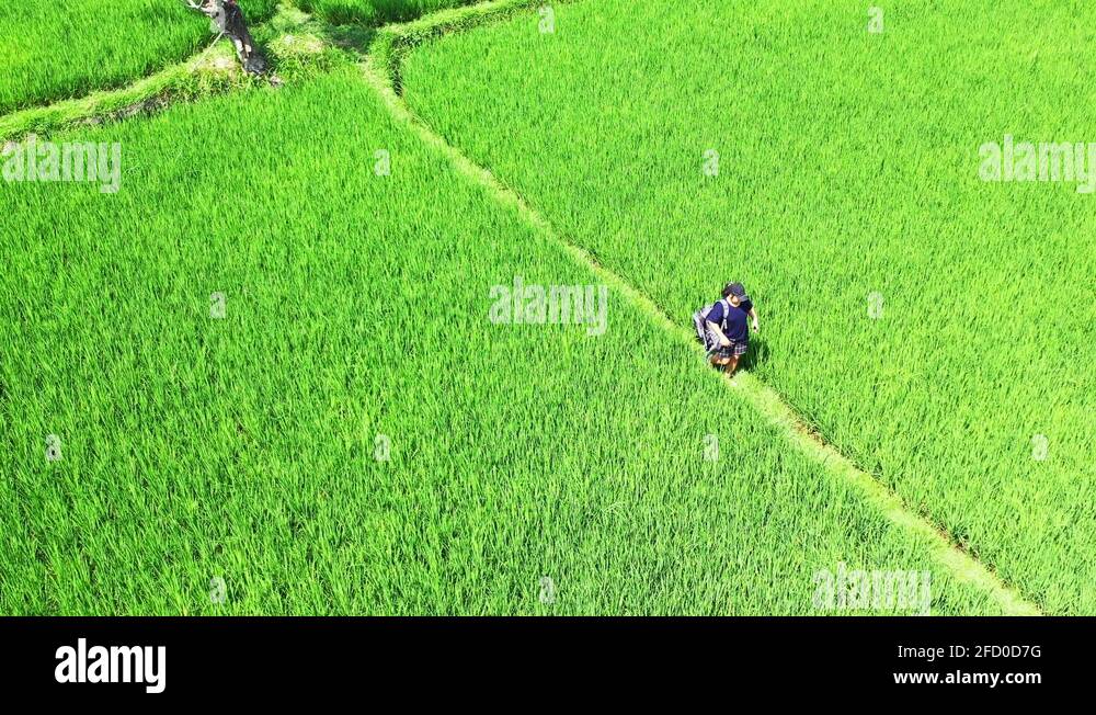 Philippine Farm Land Showing Young Lady Taking A Long Walk Between The ...