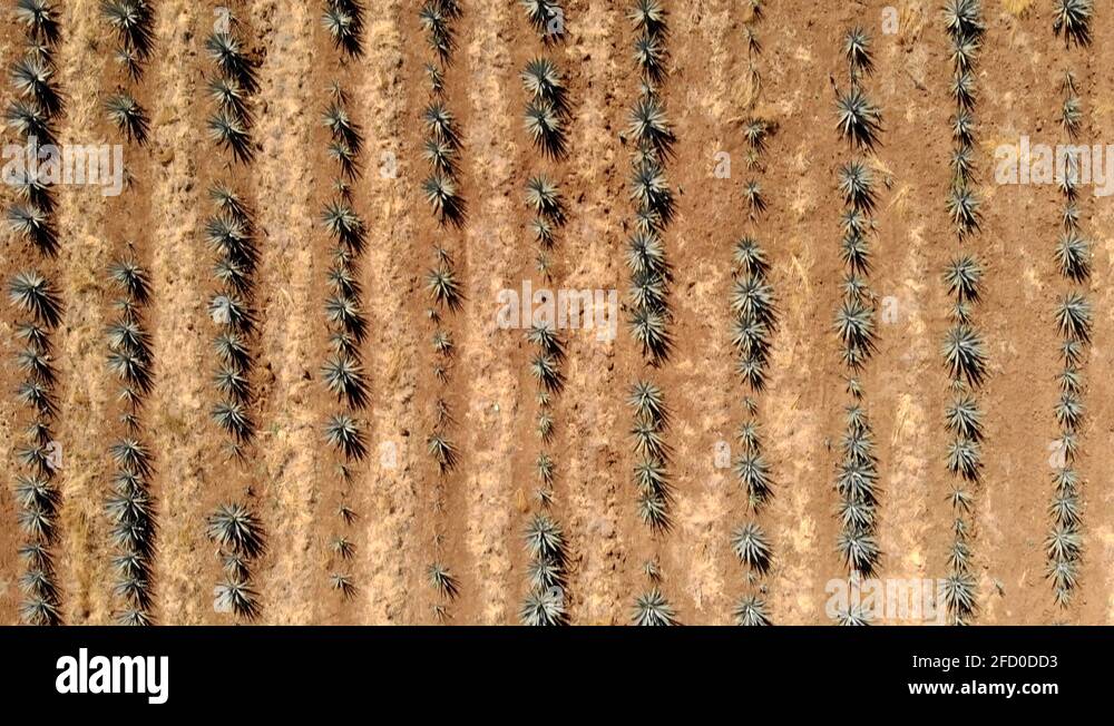 DRONE: AGAVE FIELDS IN TEQUILA JALISCO TOP VIEW Stock Video Footage - Alamy
