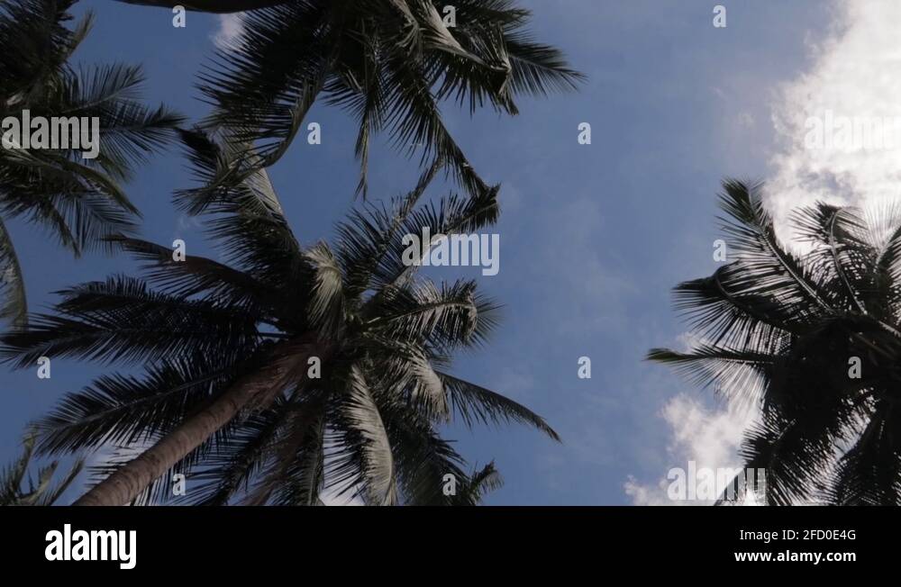 Palm shoots Stock Videos & Footage - HD and 4K Video Clips - Alamy