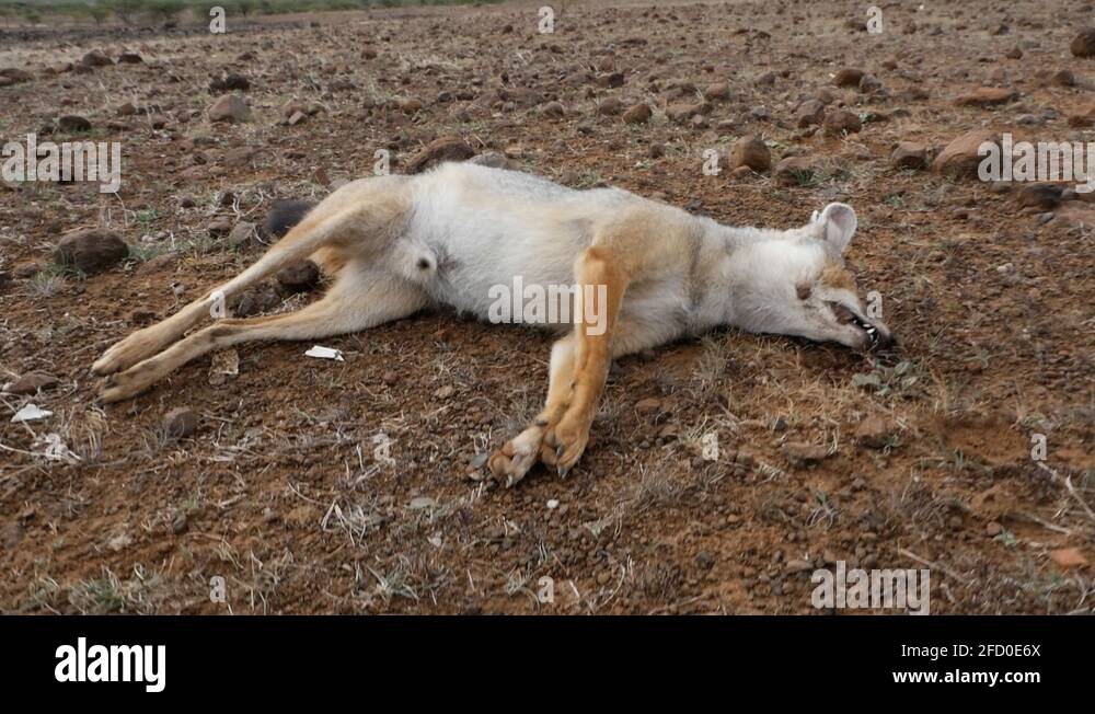 Indian wildlife Stock Videos & Footage - HD and 4K Video Clips - Alamy