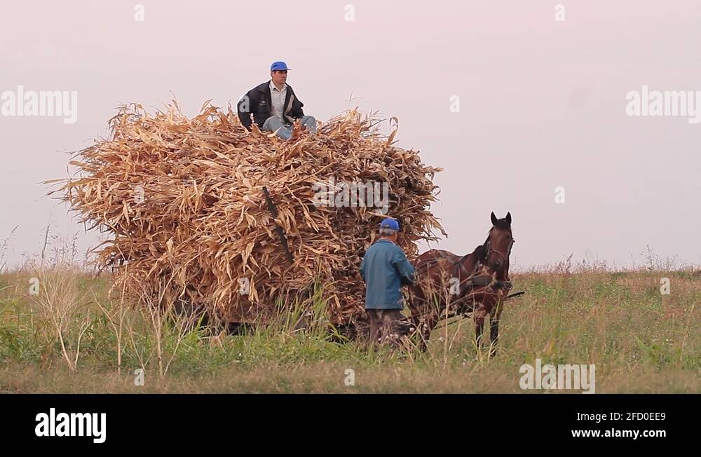 Horse labor Stock Videos & Footage - HD and 4K Video Clips - Alamy