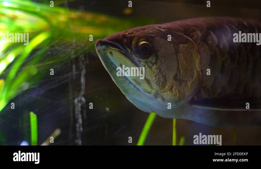 Cinematic Close up Shot of Largemouth Bass Fish Underwater in Aquarium ...