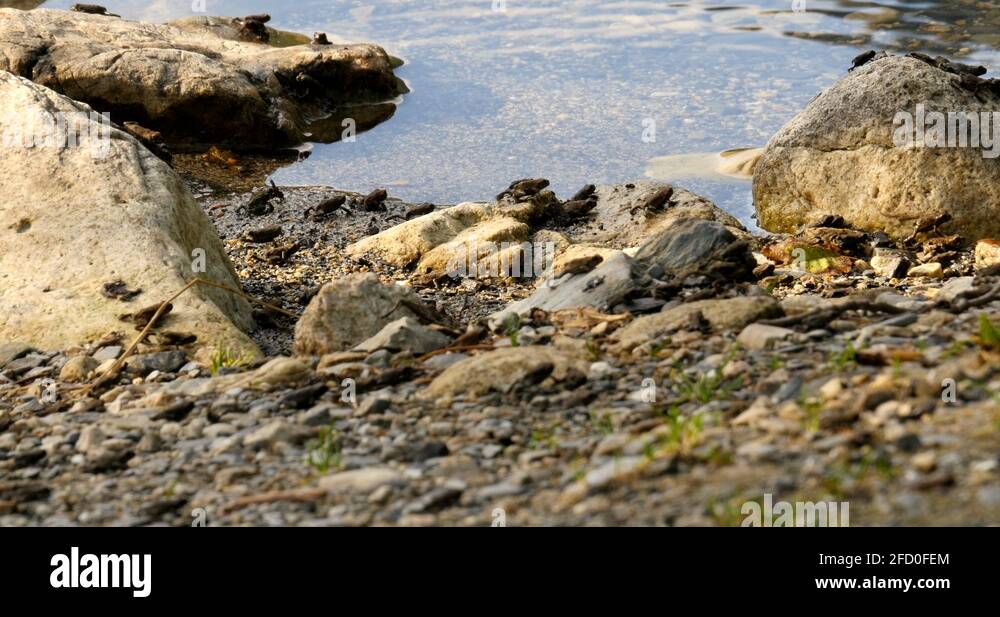 Migration of frogs Stock Videos & Footage - HD and 4K Video Clips - Alamy