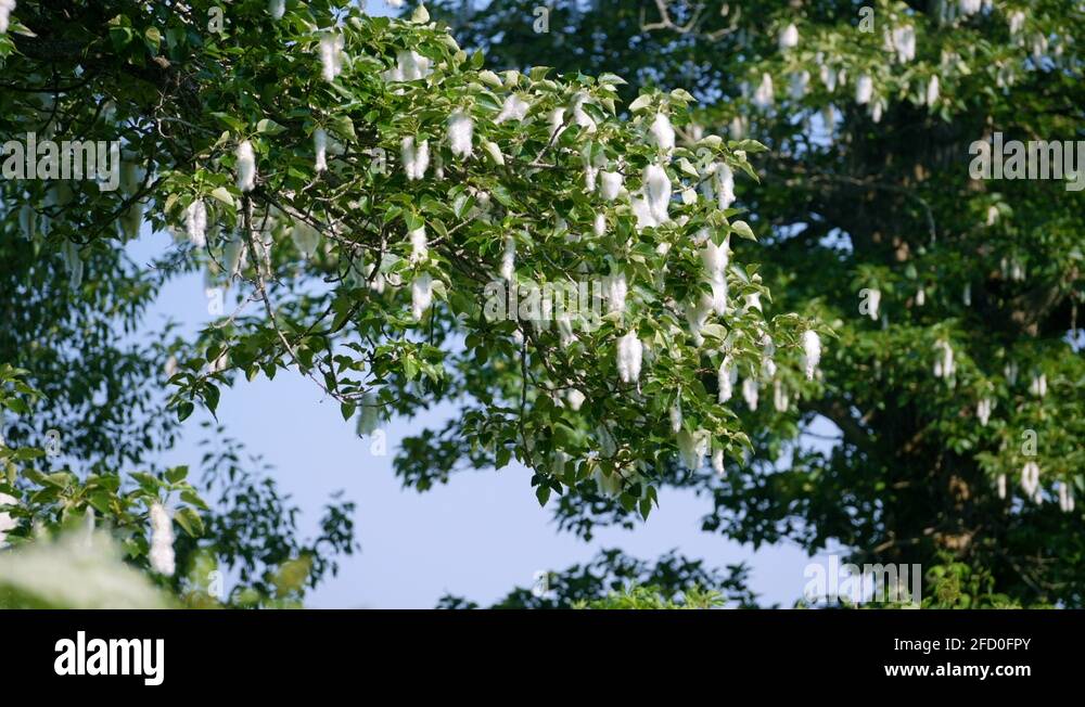 Black poplar populus nigra trees Stock Videos & Footage - HD and 4K ...