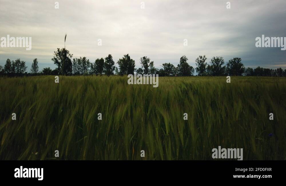 Wind blowing through some crops on a farm, with a cloudy blue sky Stock ...