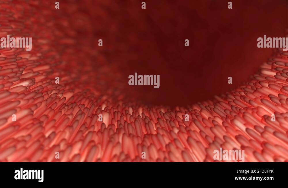 Realistic red villi inside the intestines under the microscope ...