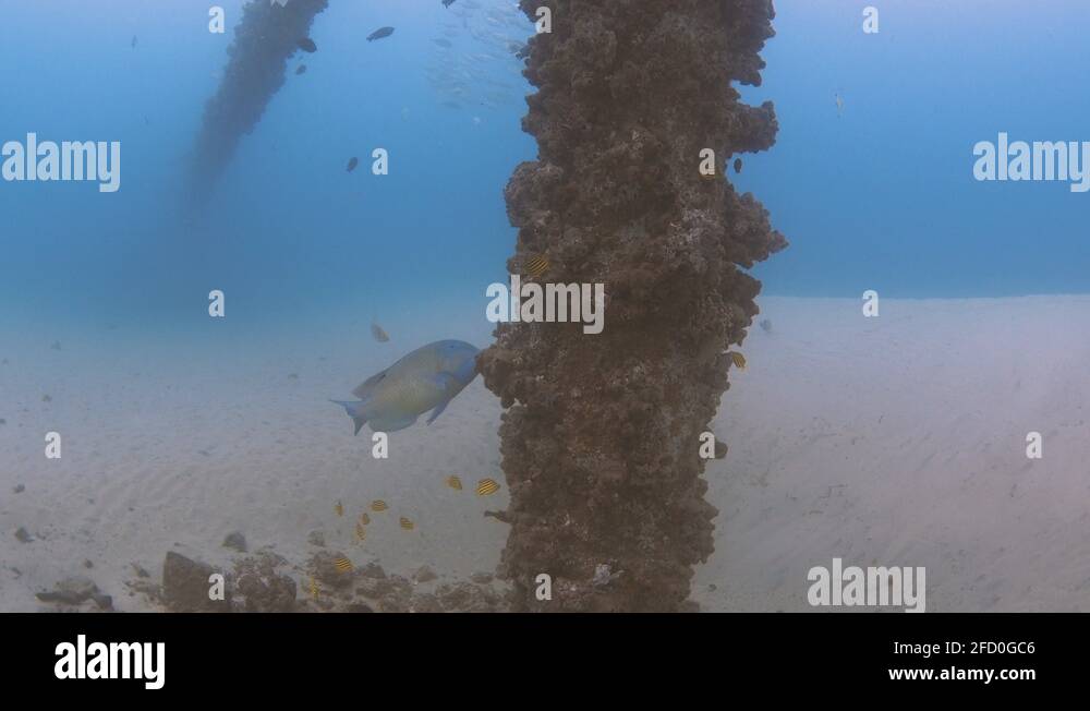 Venus fish Stock Videos & Footage - HD and 4K Video Clips - Alamy