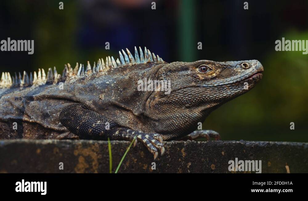 Prehistoric giant lizard Stock Videos & Footage - HD and 4K Video Clips ...