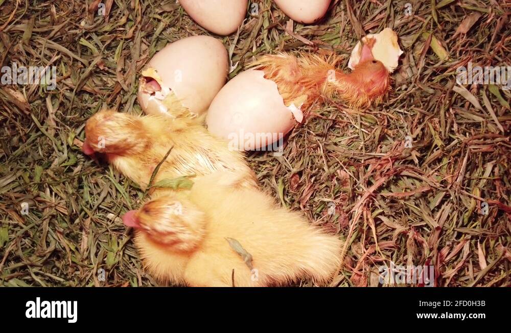 Top view animal nest Stock Videos & Footage - HD and 4K Video Clips - Alamy