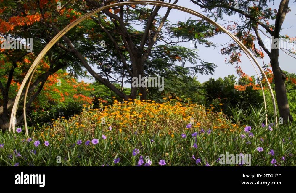 Bamboo flowers Stock Videos & Footage - HD and 4K Video Clips - Alamy