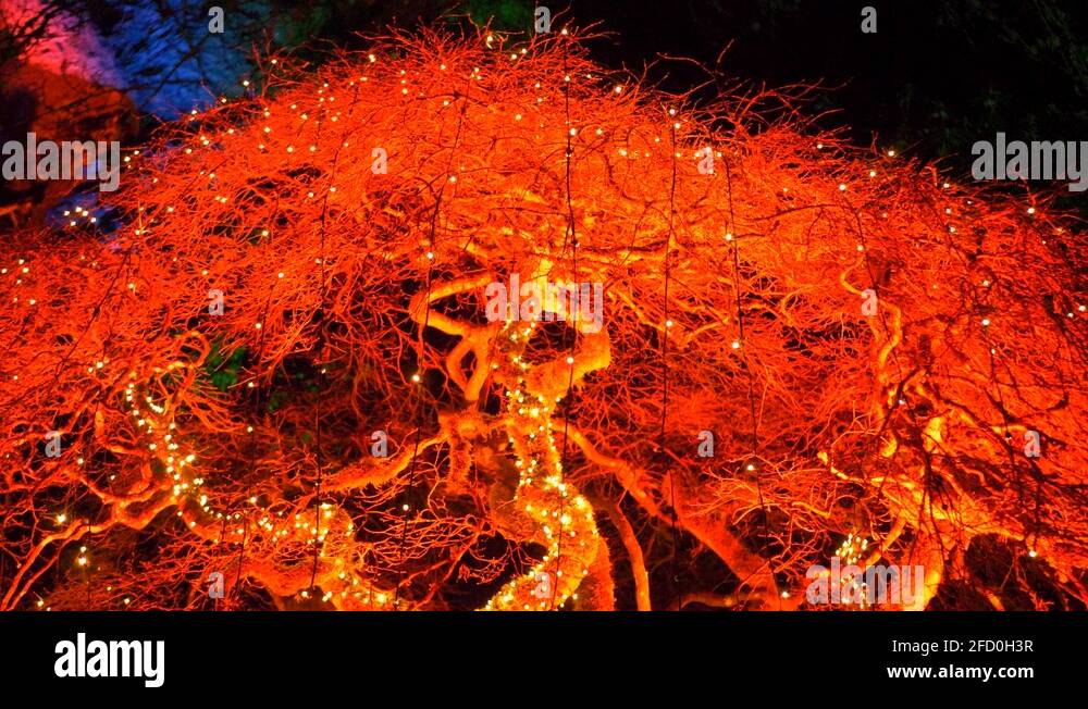 Bright red tree Stock Videos & Footage - HD and 4K Video Clips - Alamy