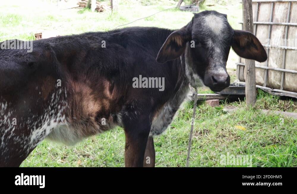 Cow knot Stock Videos & Footage - HD and 4K Video Clips - Alamy
