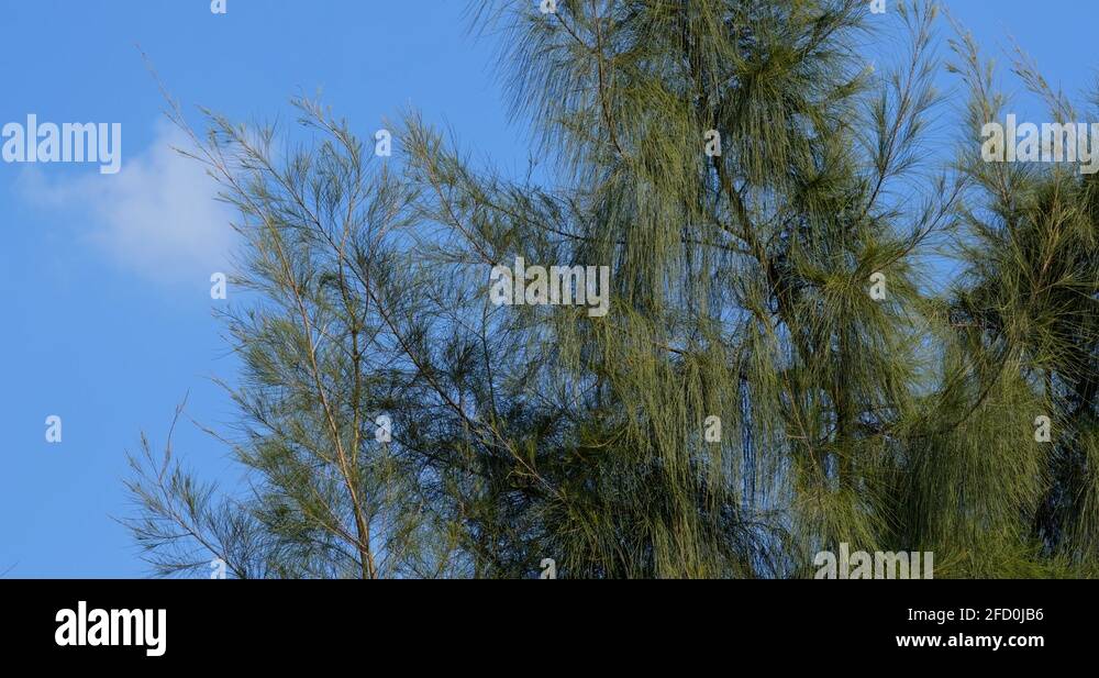 Clear tree Stock Videos & Footage - HD and 4K Video Clips - Alamy
