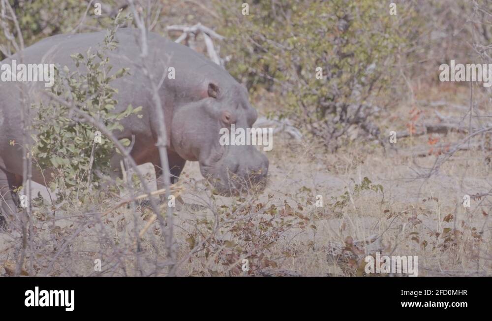 Hippo of jungle Stock Videos & Footage - HD and 4K Video Clips - Alamy