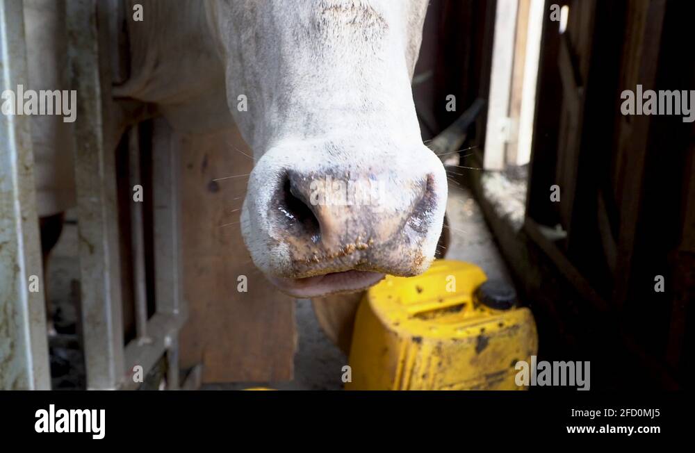 Cow lick lips Stock Videos & Footage - HD and 4K Video Clips - Alamy