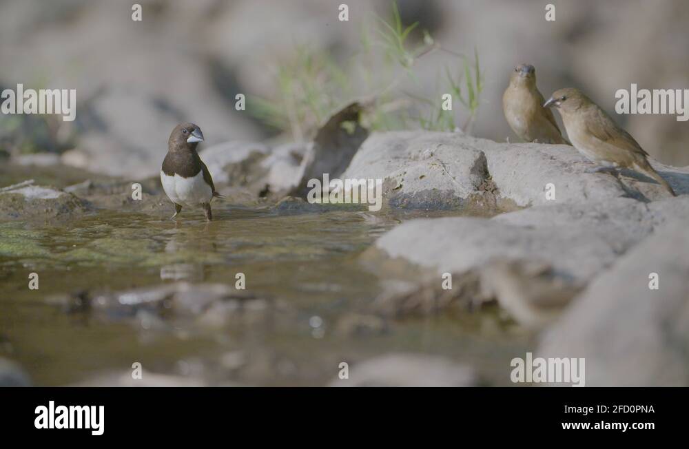 Tri color bird Stock Videos & Footage - HD and 4K Video Clips - Alamy