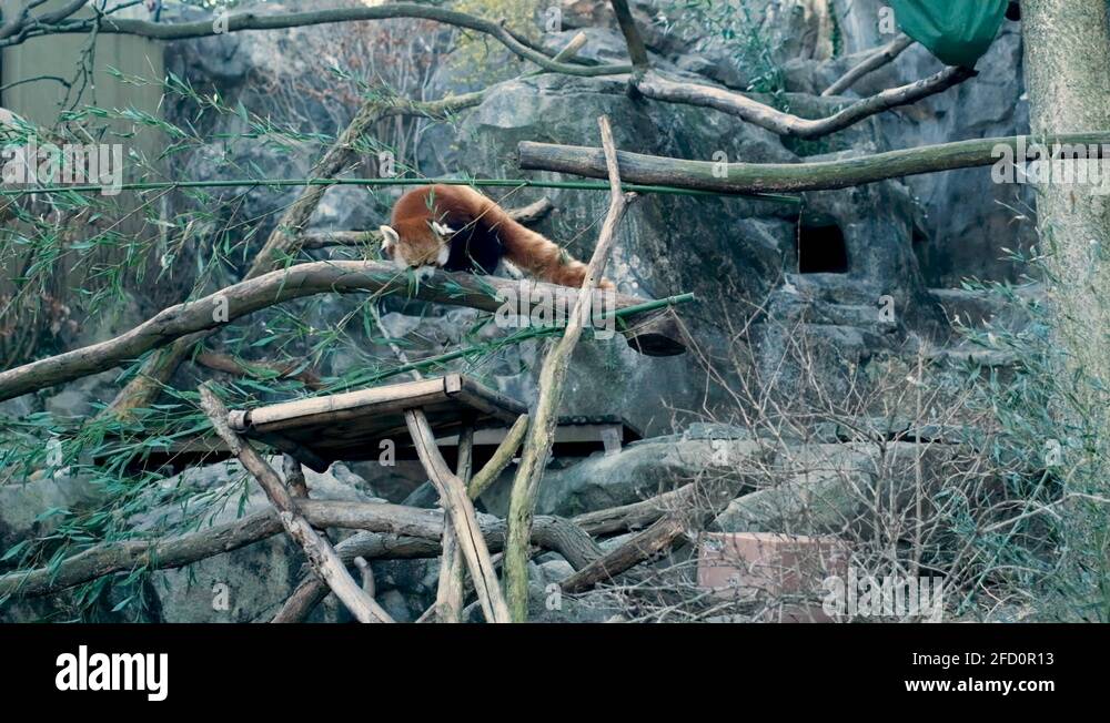 Panda enclosure Stock Videos & Footage - HD and 4K Video Clips - Alamy