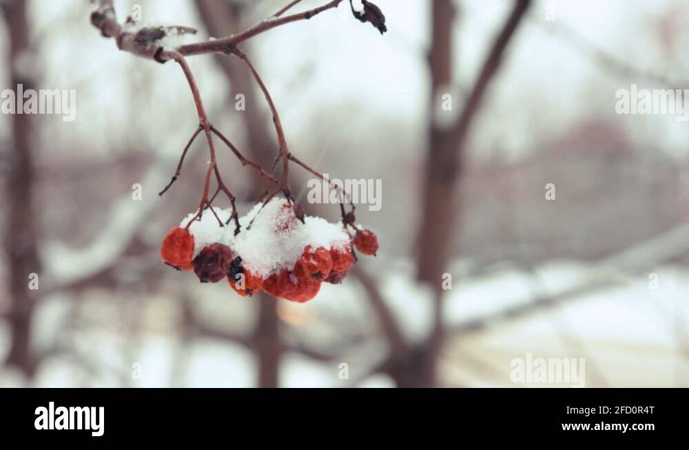 Brush of mountain ash Stock Videos & Footage - HD and 4K Video Clips ...