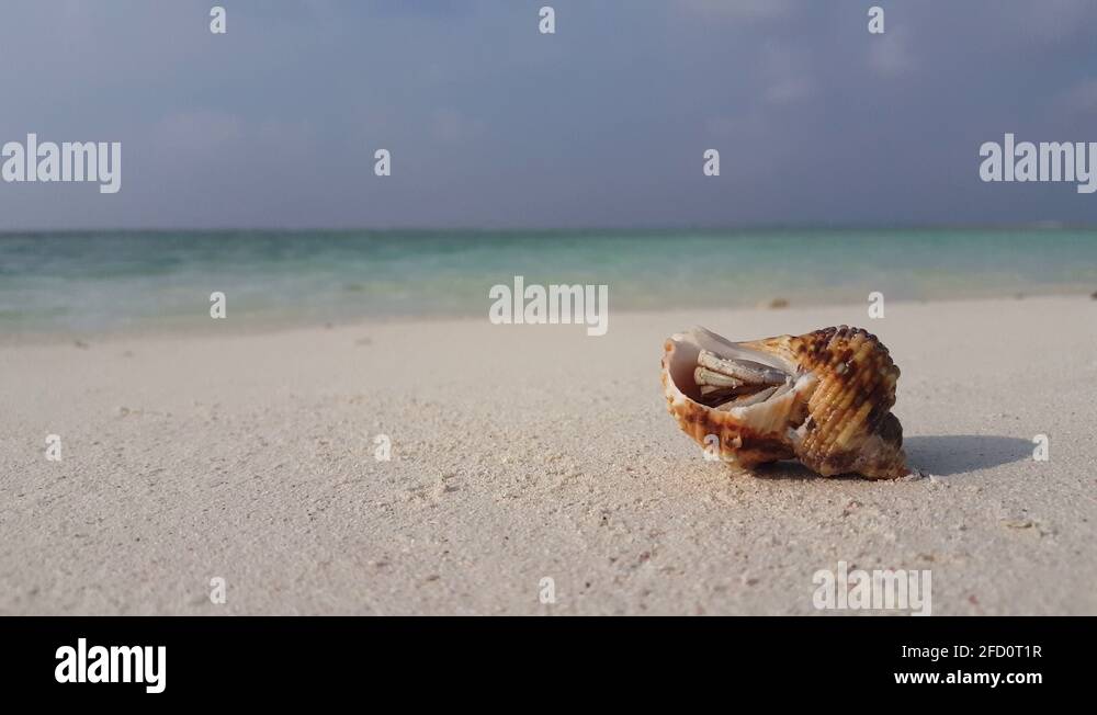 Seashell inside Stock Videos & Footage - HD and 4K Video Clips - Alamy
