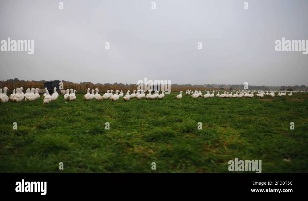 Poultry field Stock Videos & Footage - HD and 4K Video Clips - Alamy