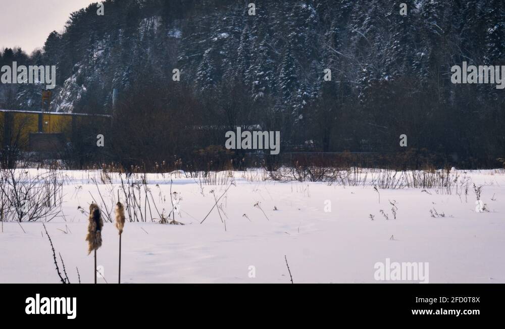 Snow laden shrubs Stock Videos & Footage - HD and 4K Video Clips - Alamy