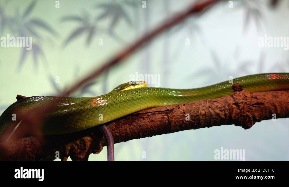Red tailed green Stock Videos & Footage - HD and 4K Video Clips - Alamy