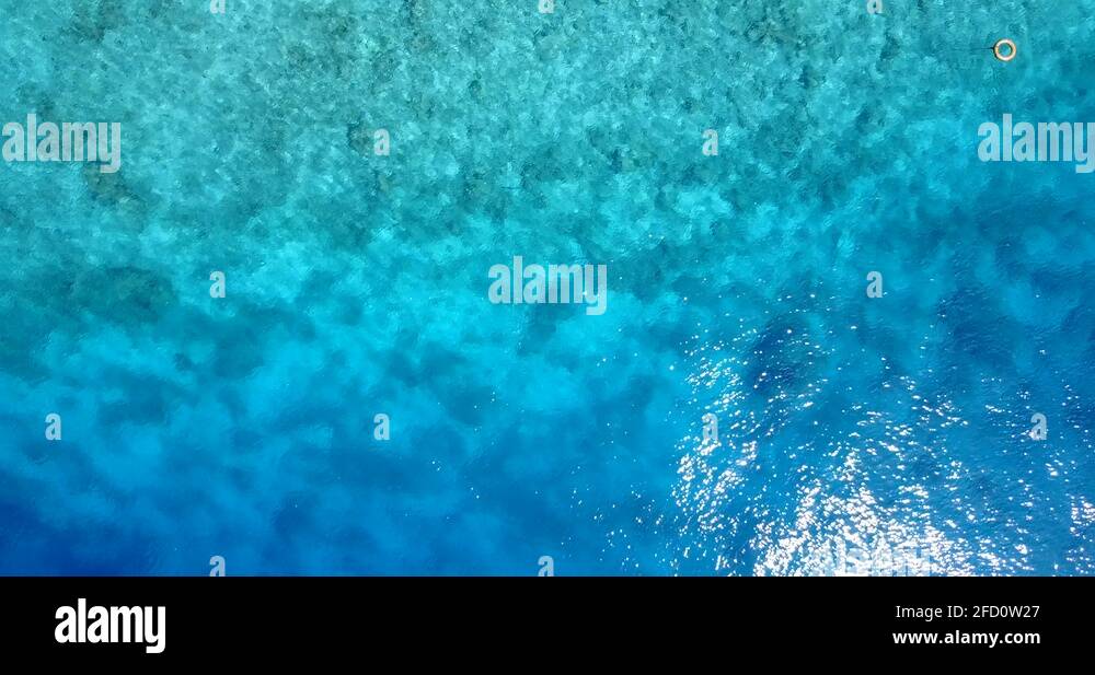 The Beautiful Marine Life Of The Coral Reef By The Beach Of The Bahamas ...