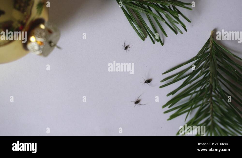 Tree mites Stock Videos & Footage - HD and 4K Video Clips - Alamy