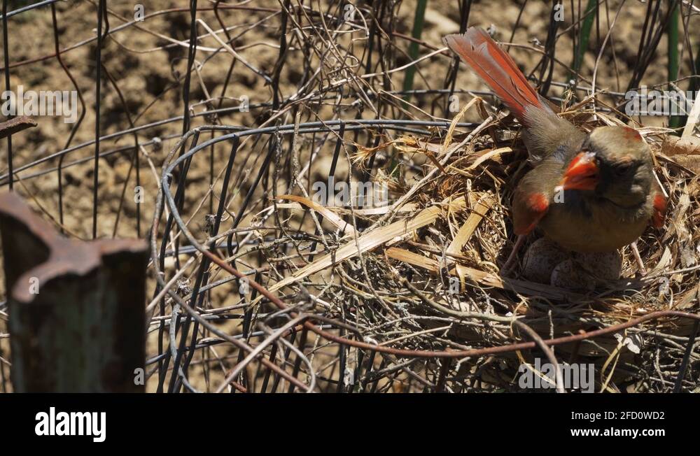 Protecting eggs Stock Videos & Footage - HD and 4K Video Clips - Alamy