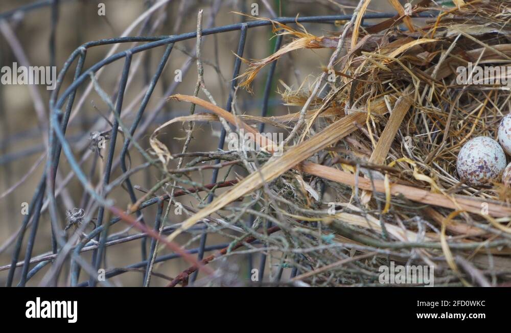 Three birds eggs in nest Stock Videos & Footage - HD and 4K Video Clips ...