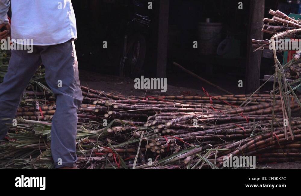 Sugar cane knife Stock Videos & Footage - HD and 4K Video Clips - Alamy