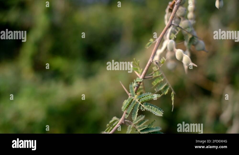 Red kapok tree flower Stock Videos & Footage - HD and 4K Video Clips ...