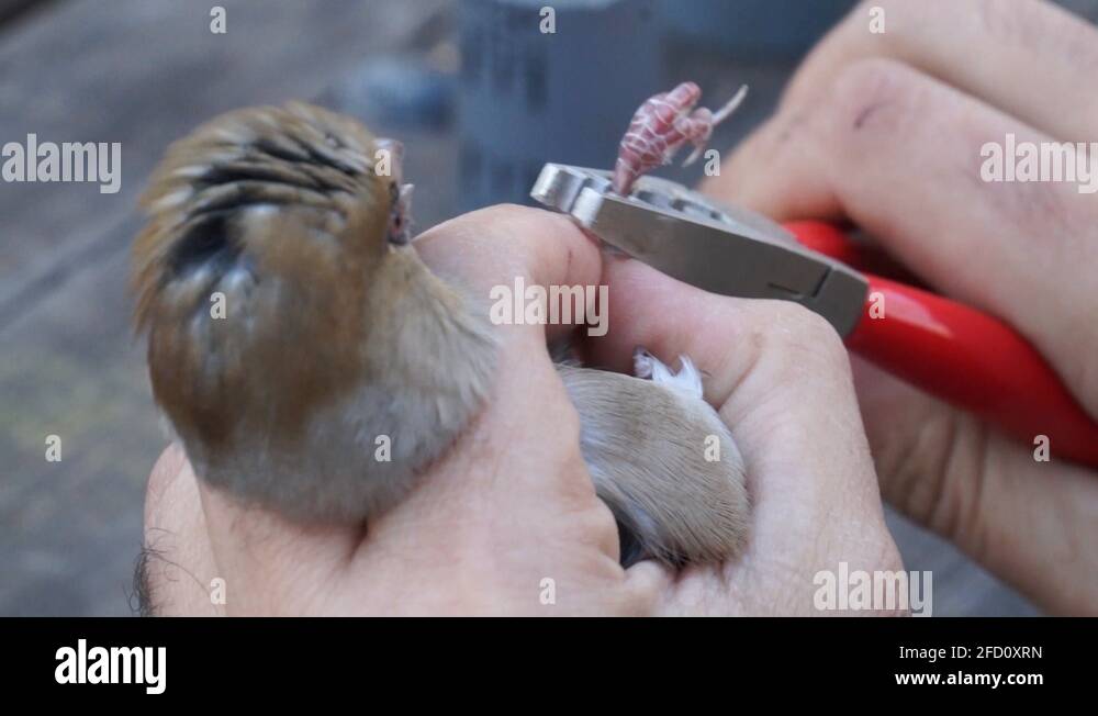Bird banding Stock Videos & Footage - HD and 4K Video Clips - Alamy