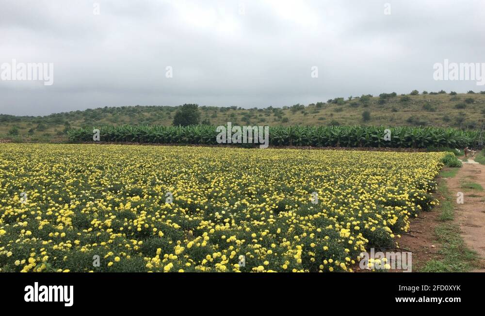 Flower farming india Stock Videos & Footage - HD and 4K Video Clips - Alamy