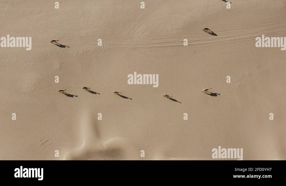 A camel in the dry arabian desert Stock Videos & Footage - HD and 4K ...