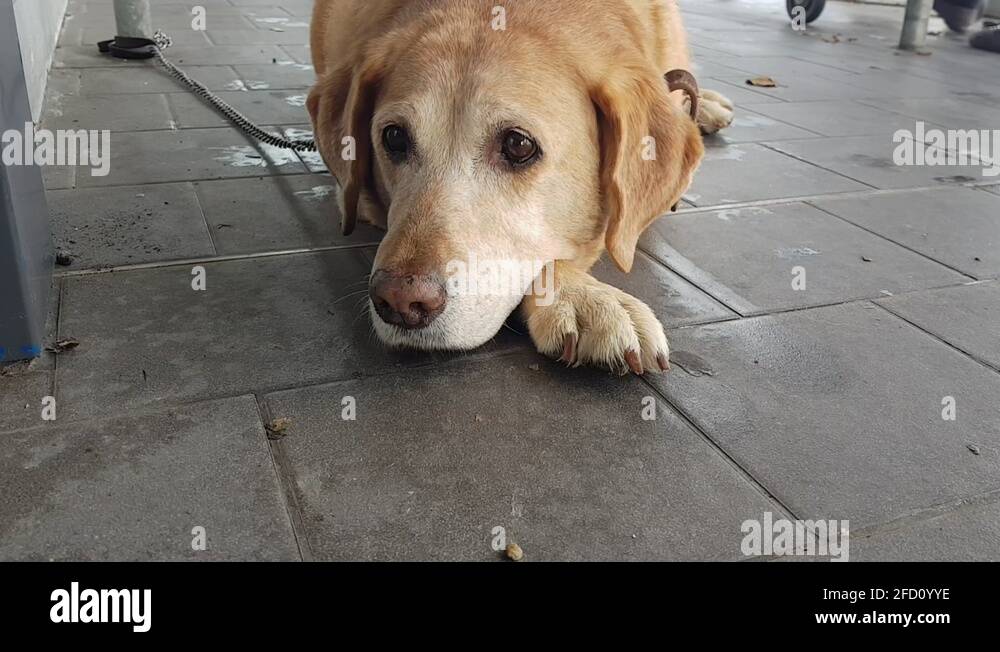 Dog with owner sad Stock Videos & Footage - HD and 4K Video Clips - Alamy