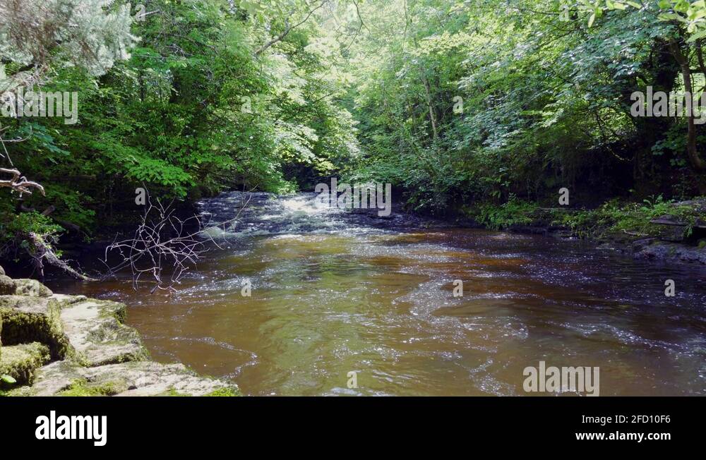 Irish insects Stock Videos & Footage - HD and 4K Video Clips - Alamy